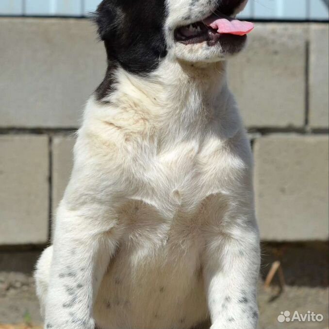 Щенок алабая, кобель. РКФ