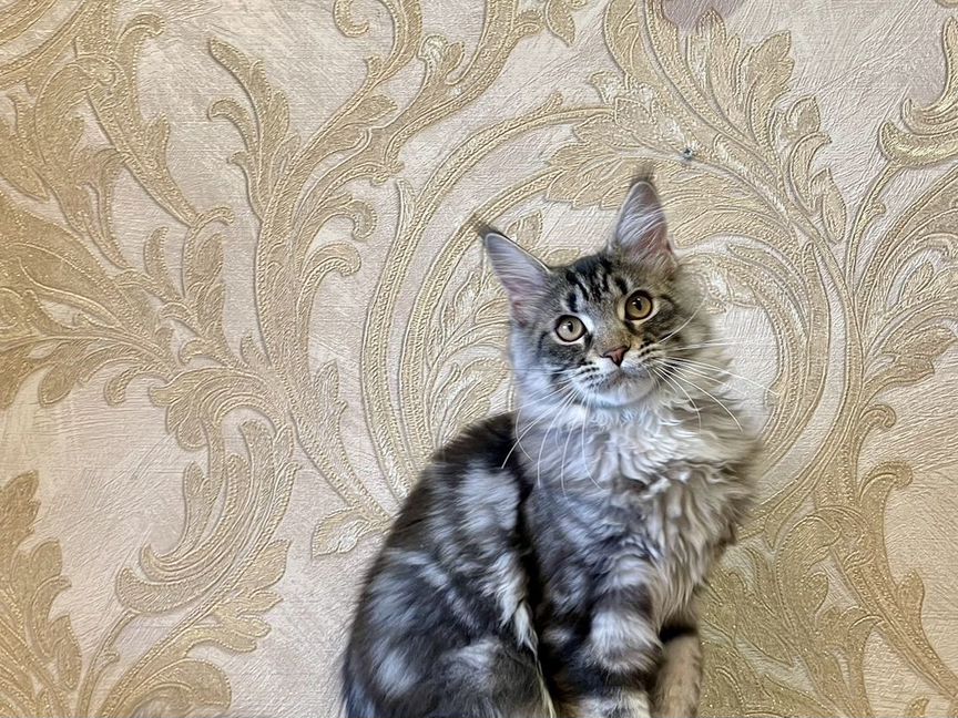 Котята мейн-кун