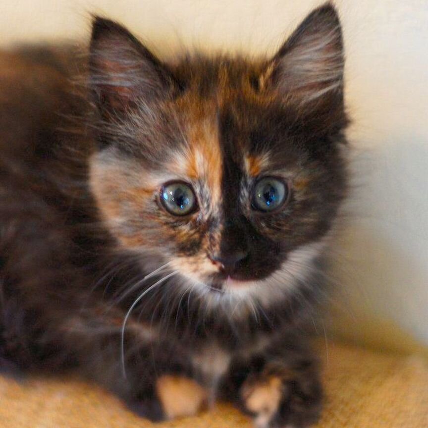 Котята в добрые руки бесплатно