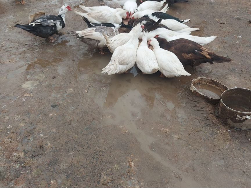 Индоутки семьями и на мясо