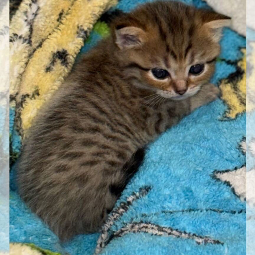 Шотландский вислоухий короткошёрстный котёнок