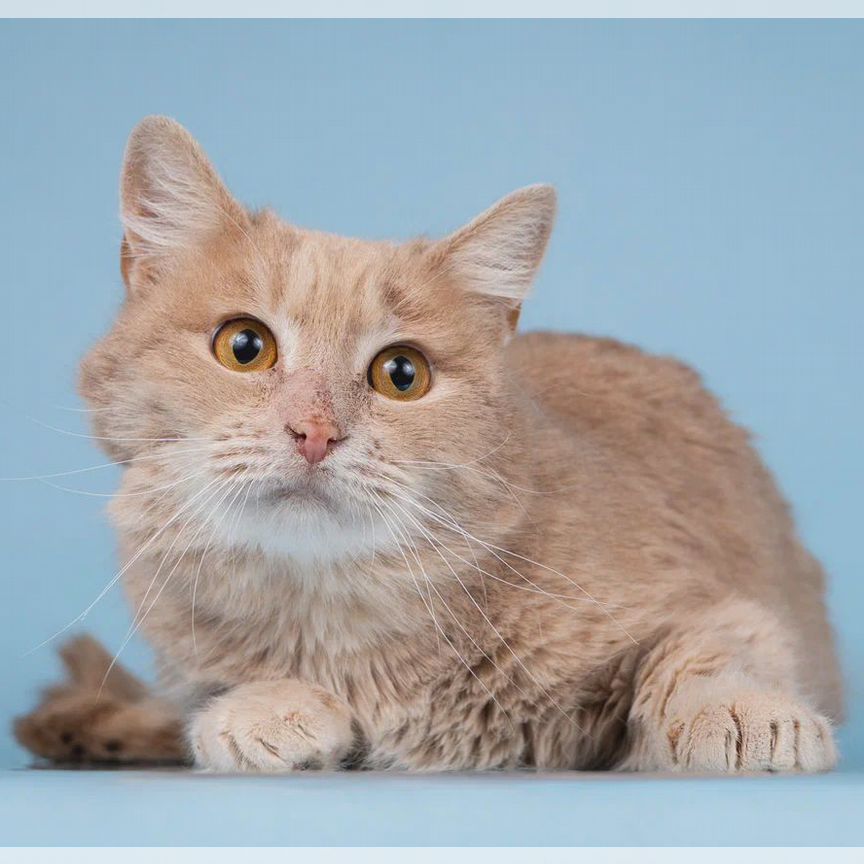 Взрослый кот из приюта