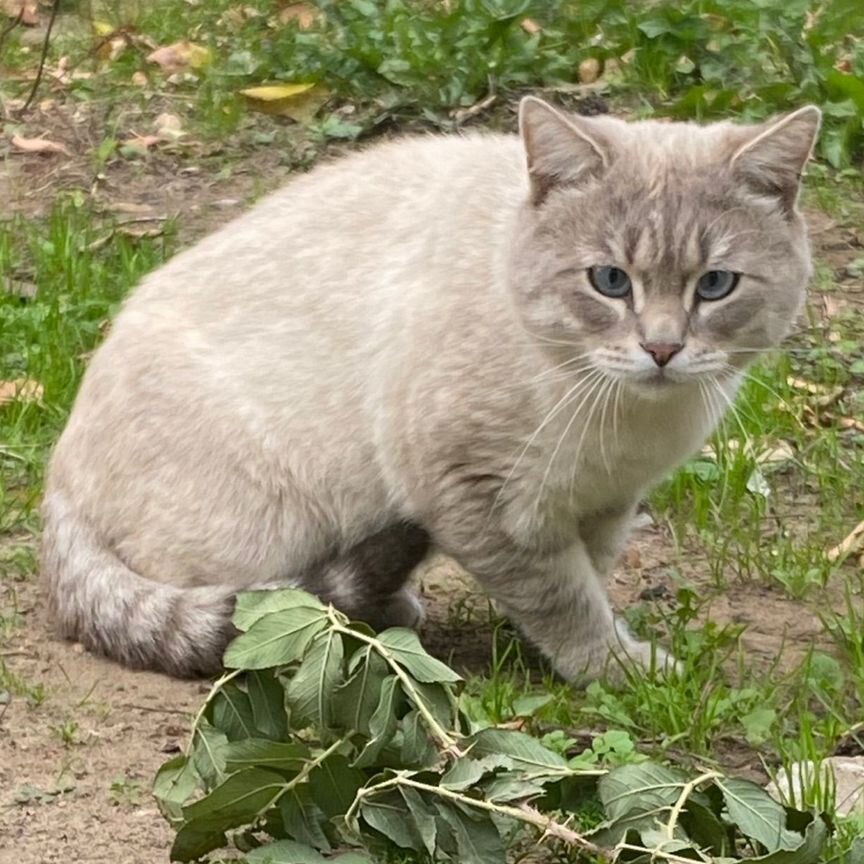 Взрослый кот в добрые руки