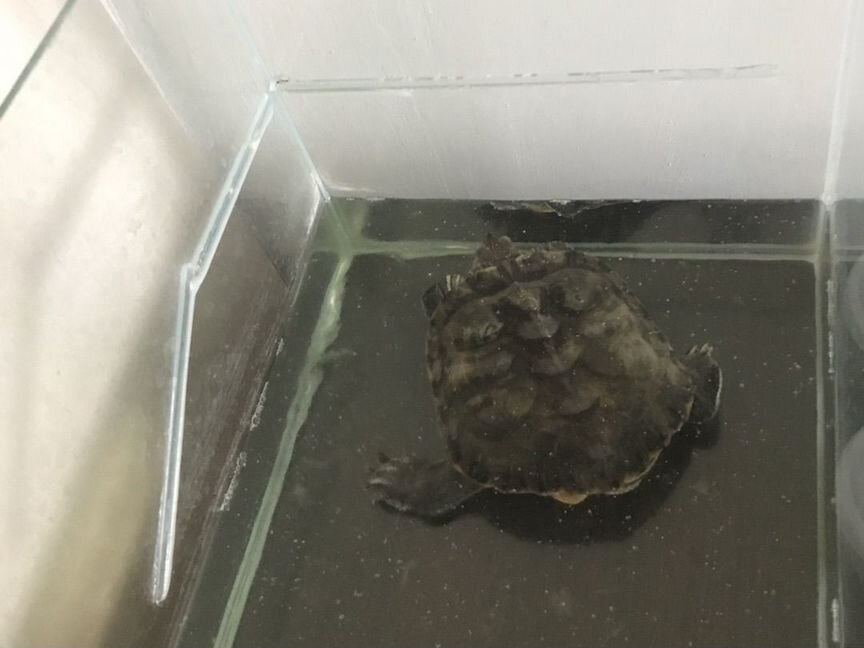 Домашние животные бесплатно собаки щенки