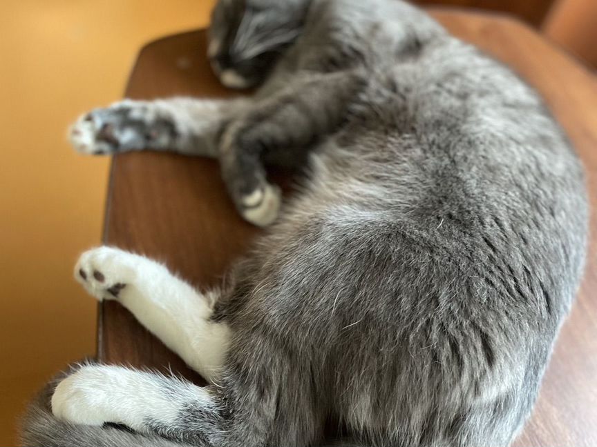 Кошка на вязку полу британка