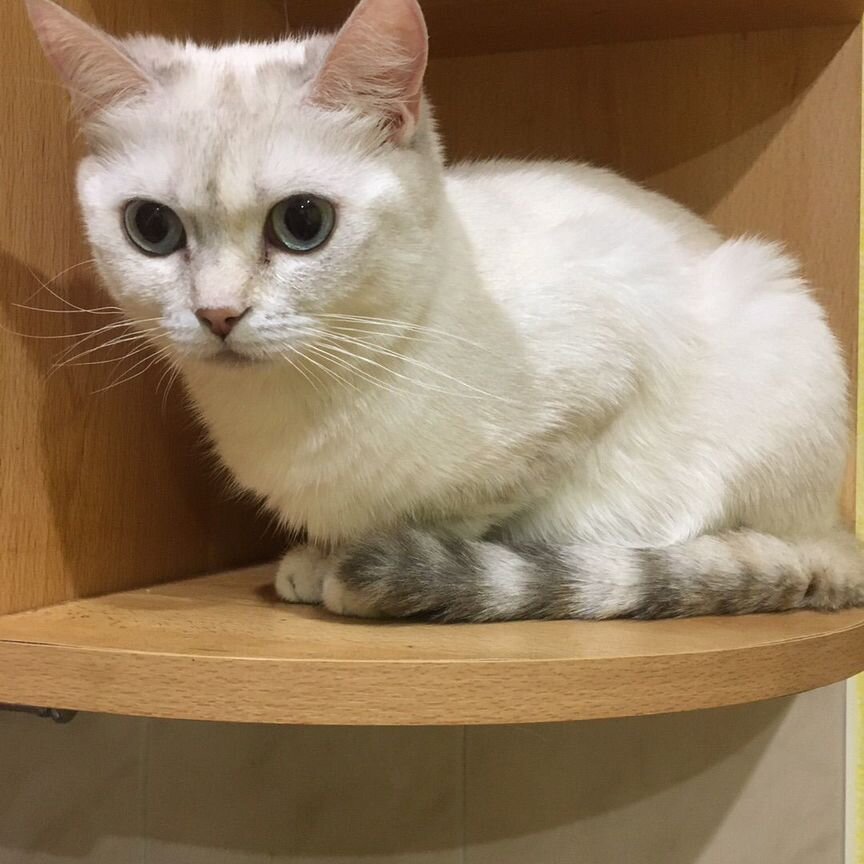 Шотландская кошка