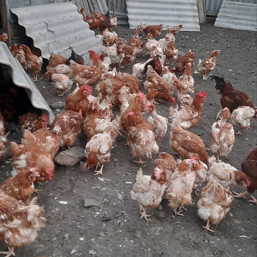 Куры несушки