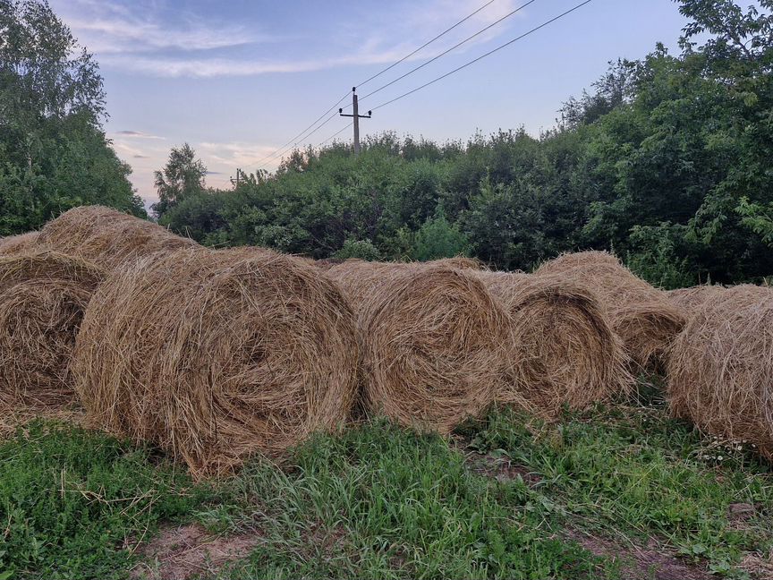 Сено в тюках