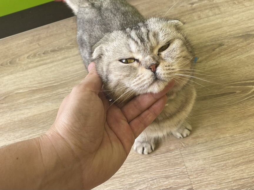 Шотландская вислоухая