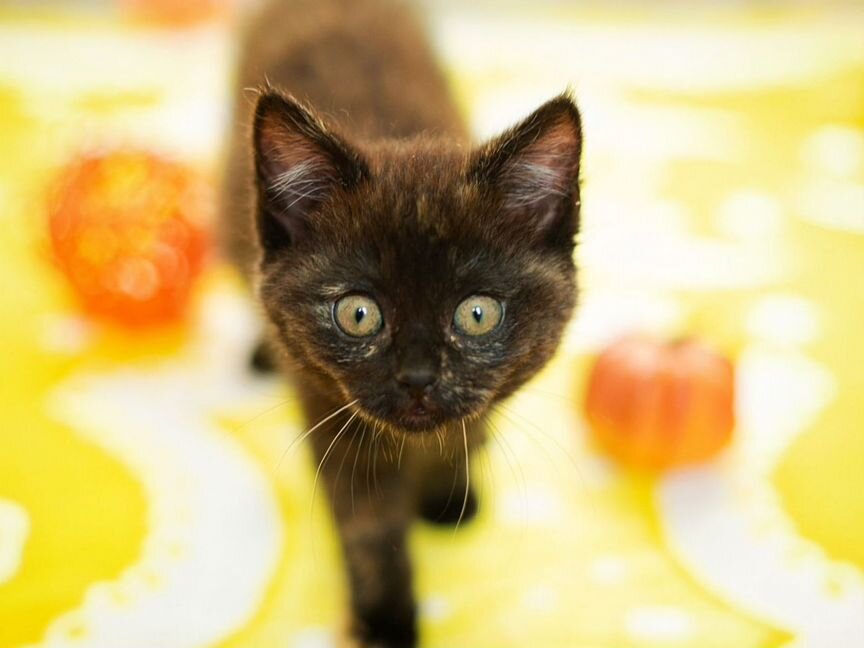 Кошка