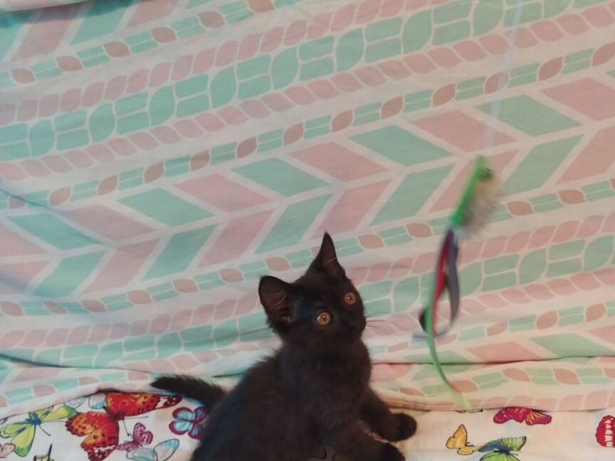 Кошка в дар бесплатно