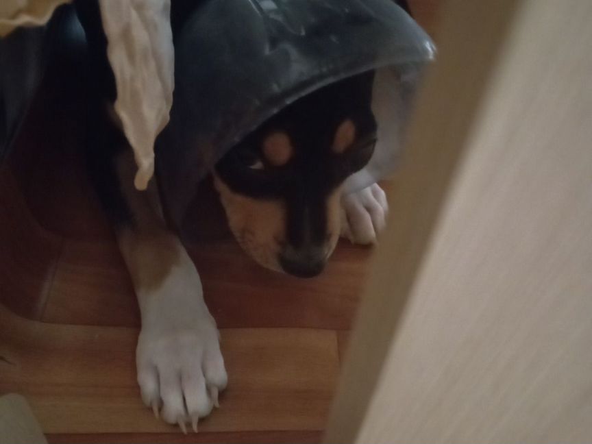 Продам стафа