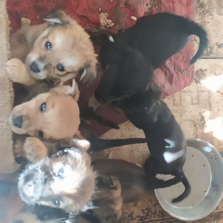 Щенки помесные от корги