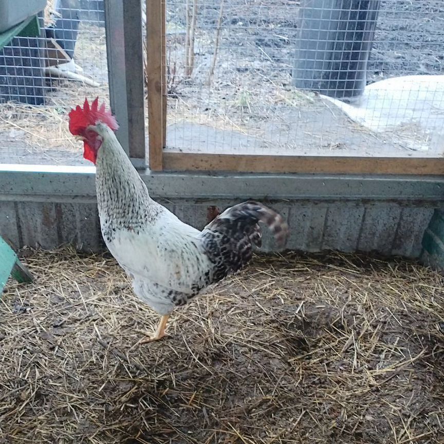 Петух доминанты