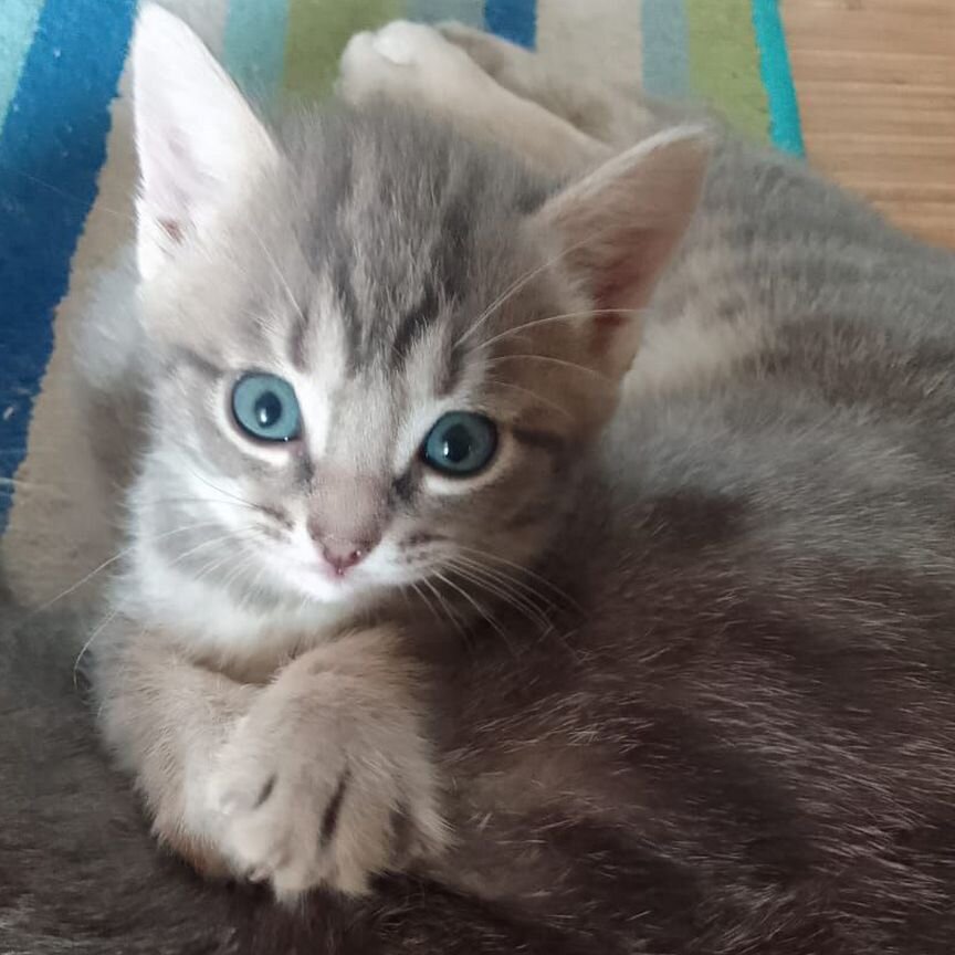 Котята