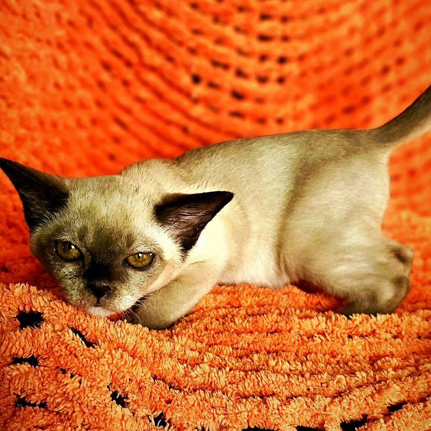 Кошечка шоколадного окраса