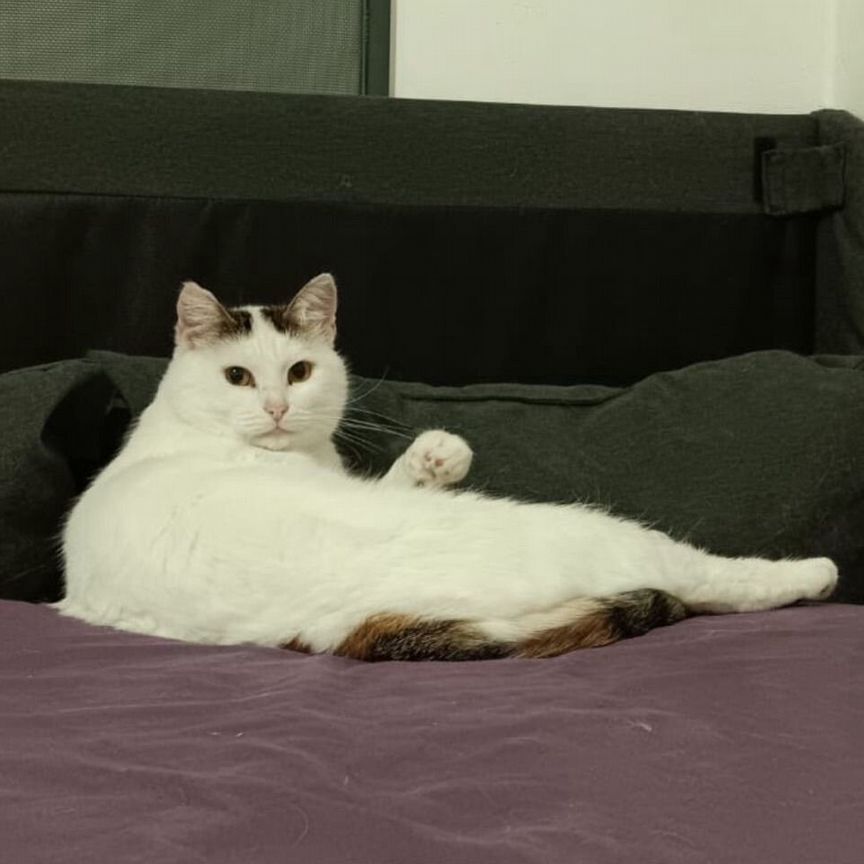 Кошке не везет найти семью