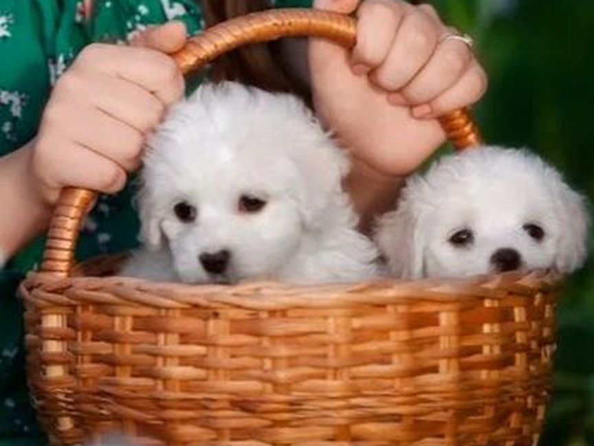 Продам девочку Бишон фризе