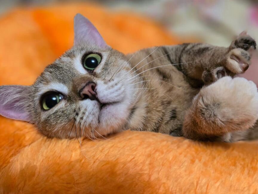 Классная кошечка Ханума