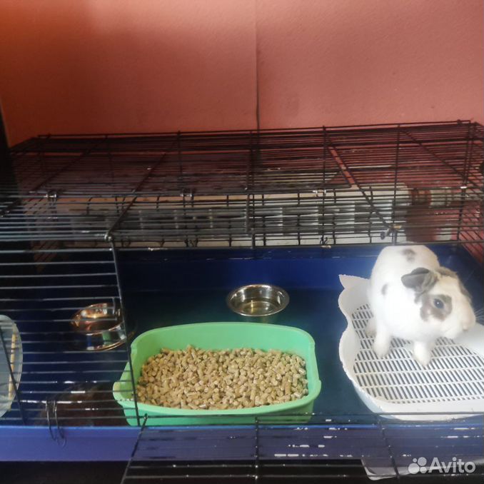 Крольчиха декоративная вислоухая