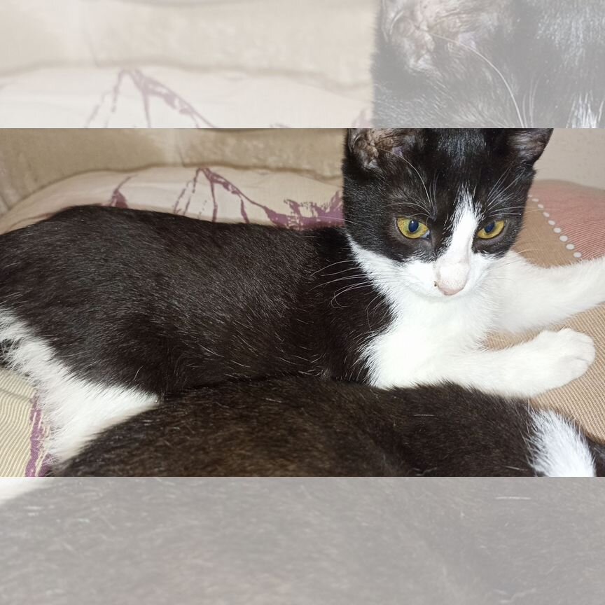 Котик джентельмен 2 мес