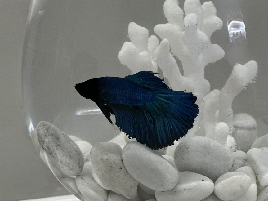 Рыбка петушок