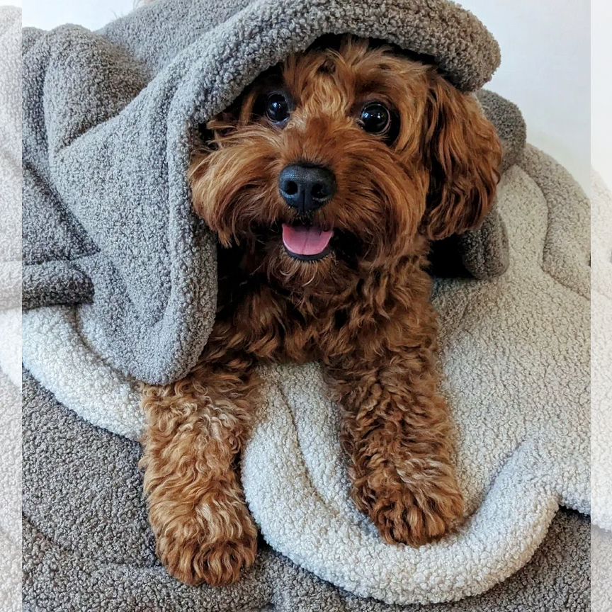 Той-пудель, щенок