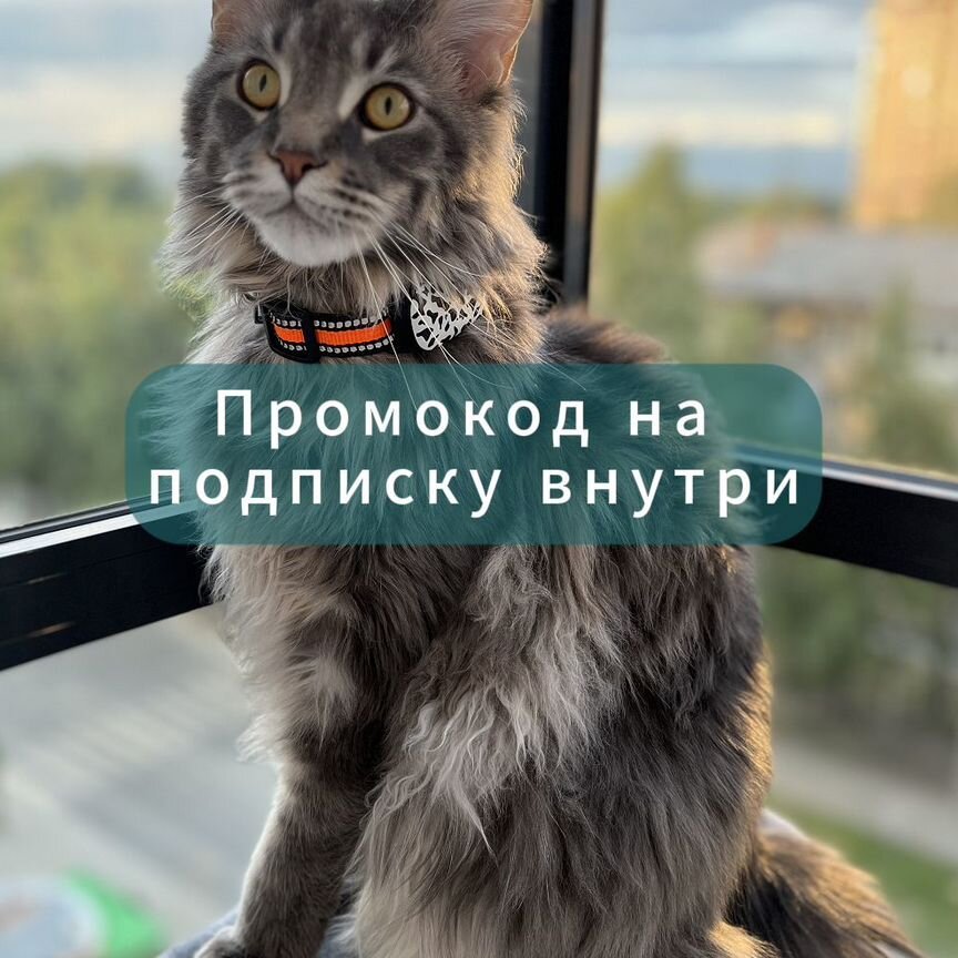 Gps маяк Petsee