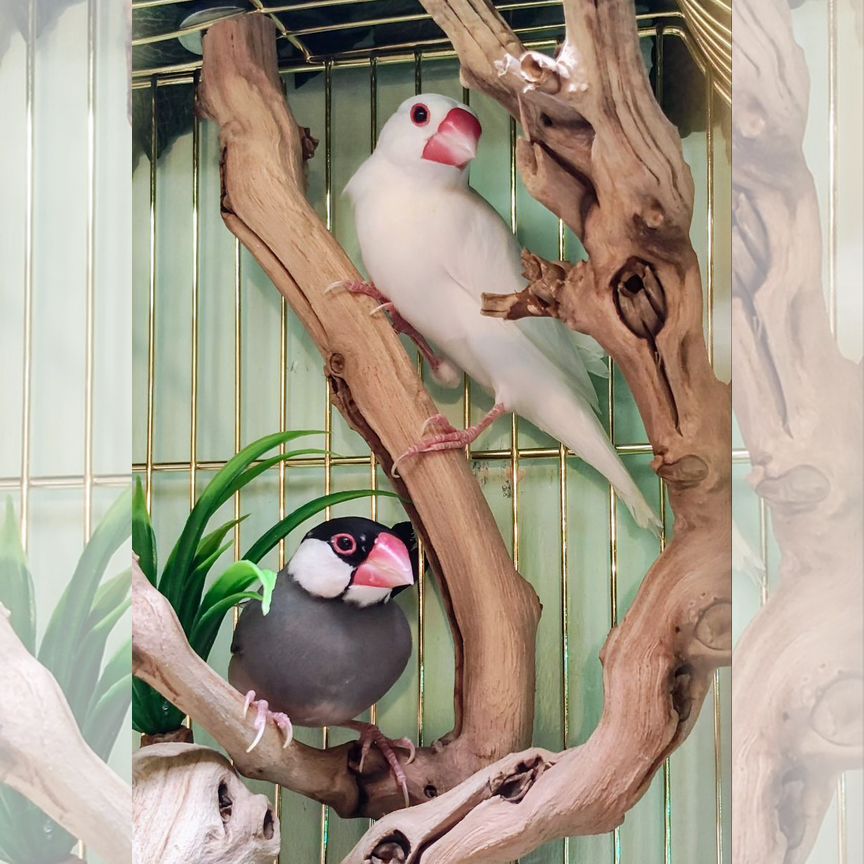 Рисовые амадины