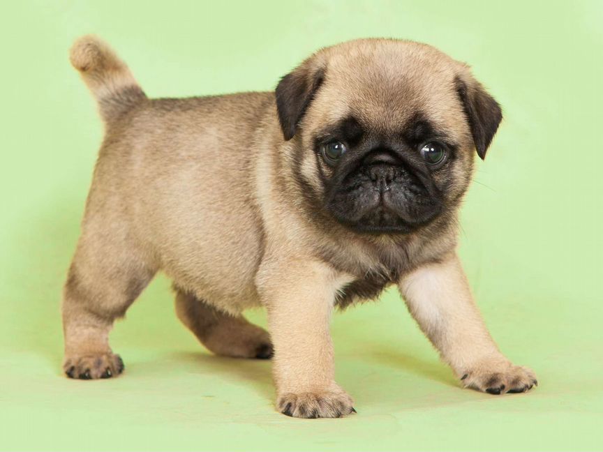 Щеночки мопсики