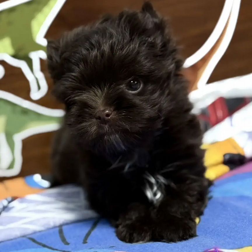 Бивер-йоркширский терьер, щенок