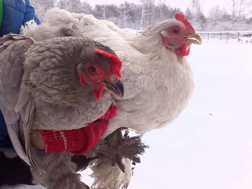 Куры кохинхин