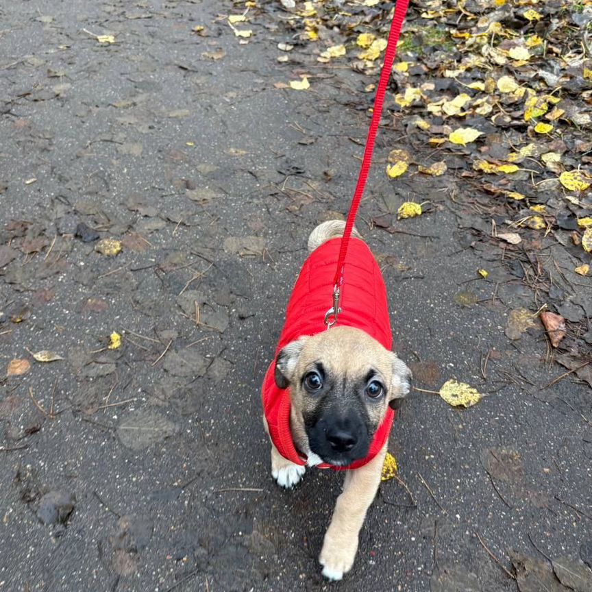 Русский той-терьер, щенок