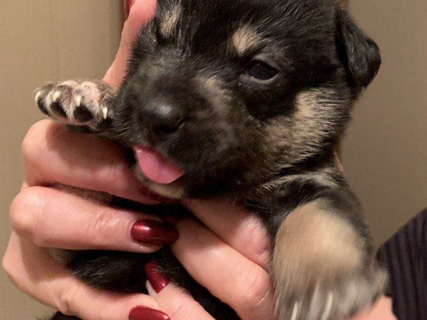 Отдам щеночка девочку