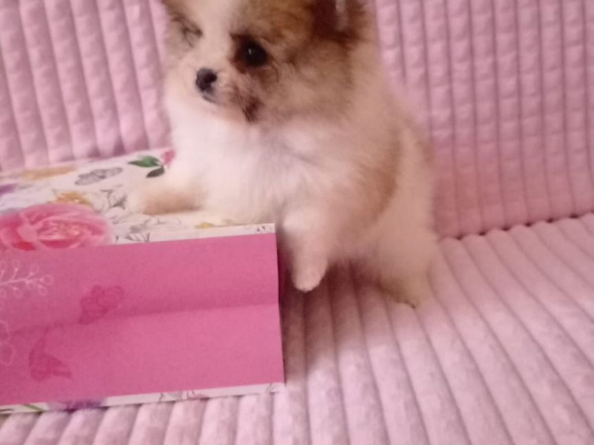 Шпицы цветные детки