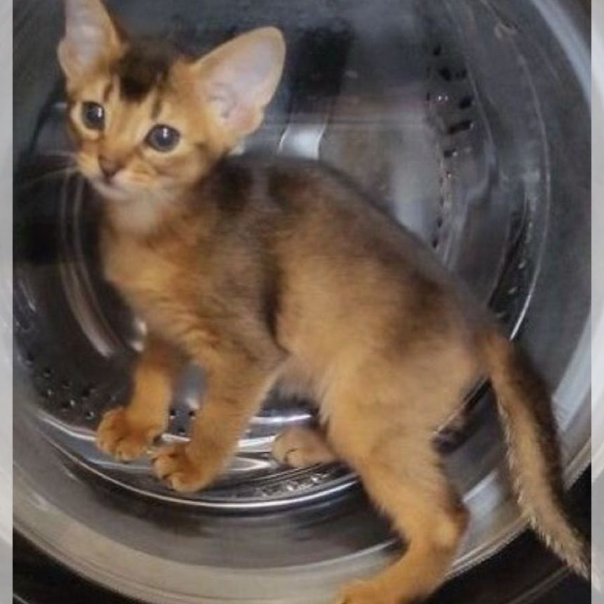 Аббисинские котята