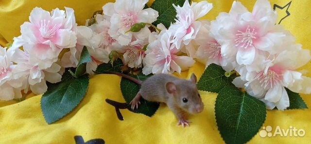 Крысята Бурмиз