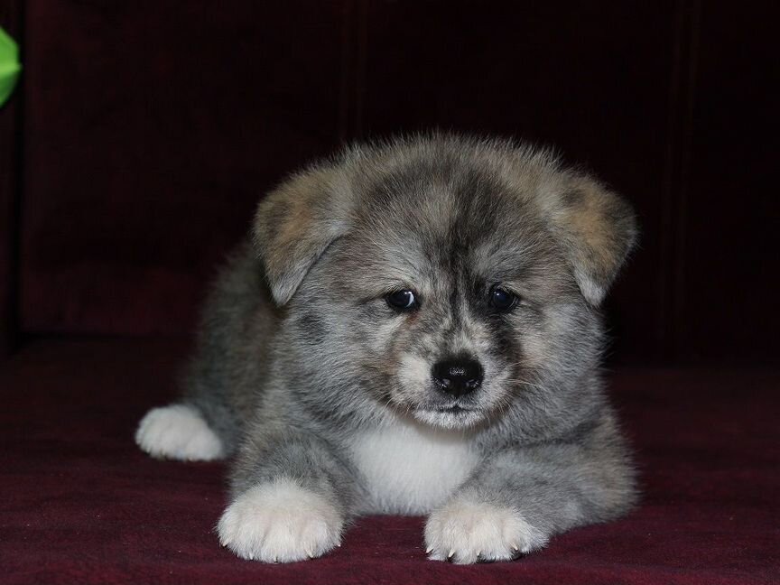 Тигровые и рыжие. акита-ину