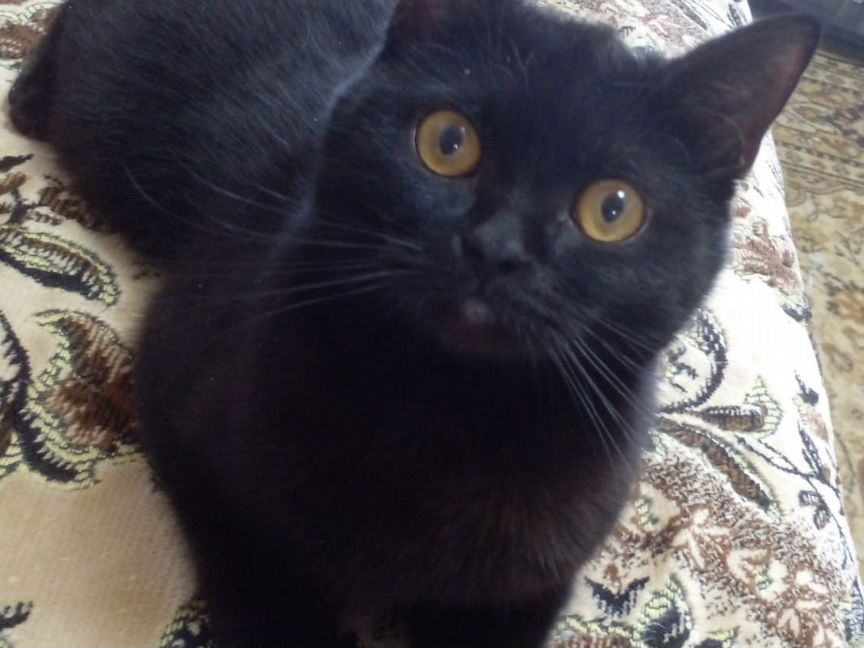 Шотландский кот