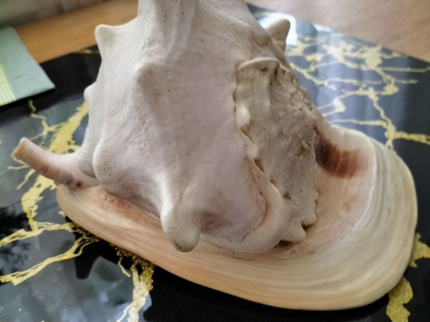 Большая морская раковина Кассис Корнута 24 см