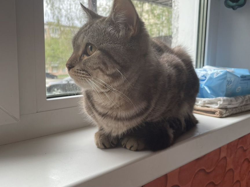Британский котенок