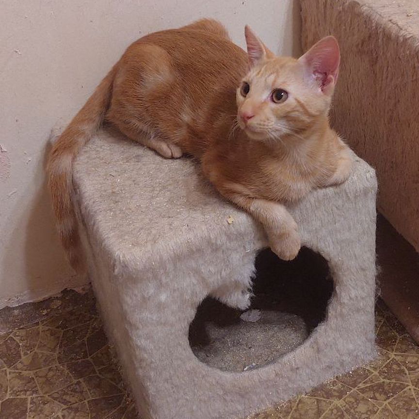 Мраморный котенок Мальчик Бесплатно