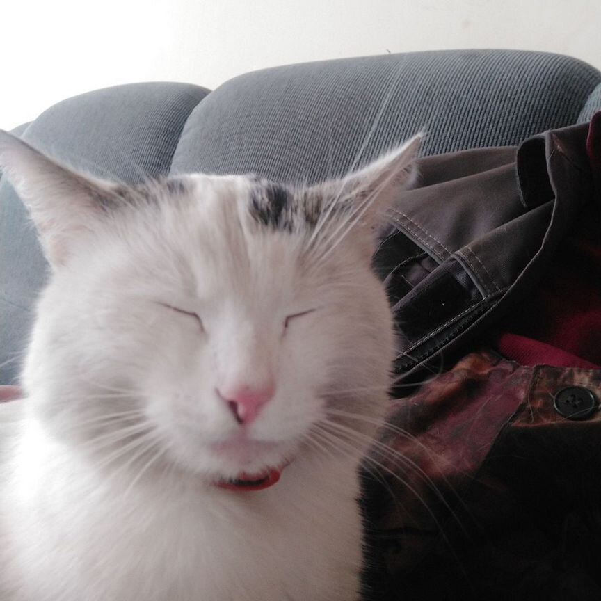 Котик ищет дом