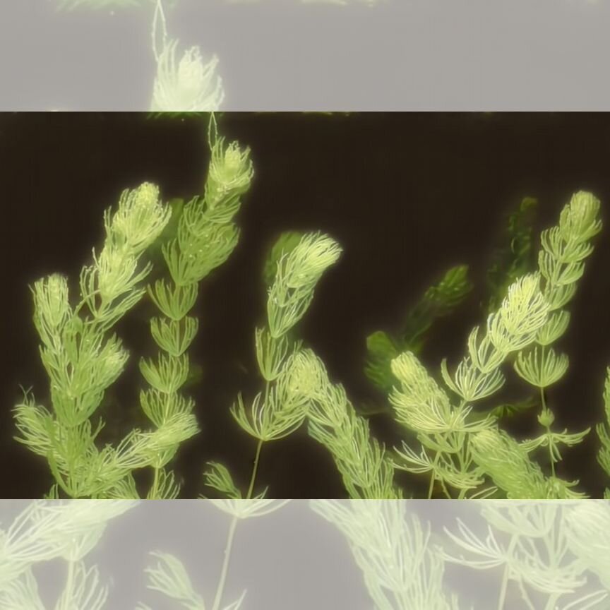 Аквариумные растения