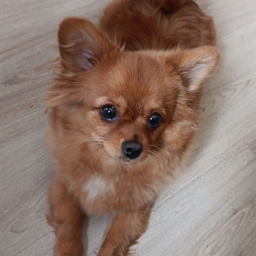 Померанский шпиц, щенок