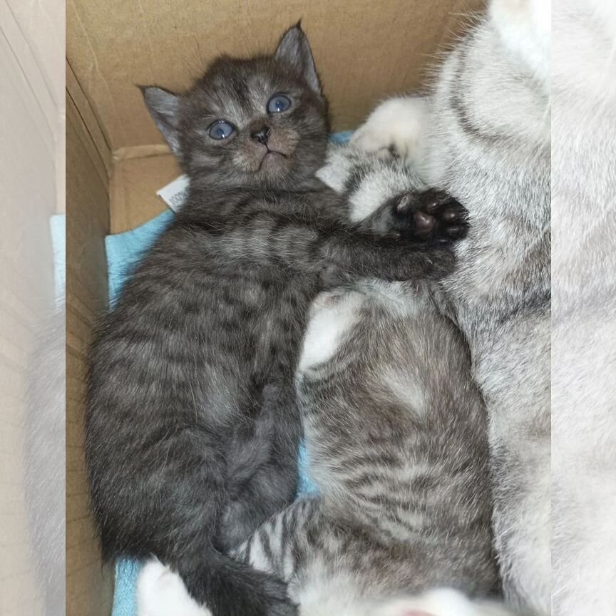 Шотландский вислоухий длинношёрстный котёнок