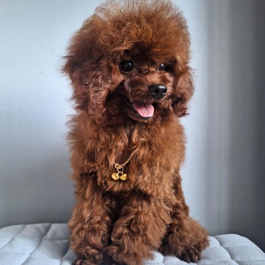 Тедди пудель