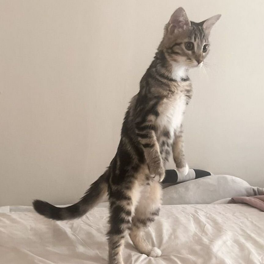 Кошечка Люся ищет самую лучшую семью