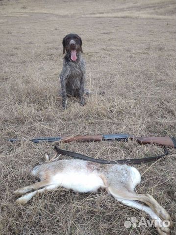 Собака дратхаар