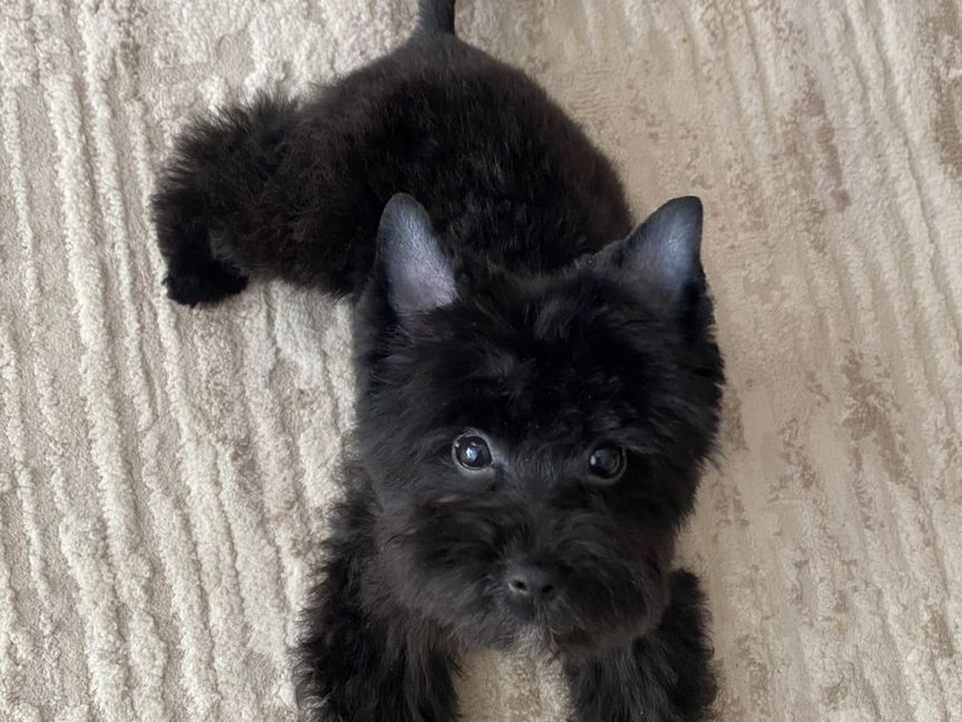 Йоркширский терьер щенки бивер